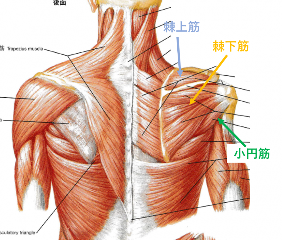 shoulder_muscles | Art dry-needling＆massage