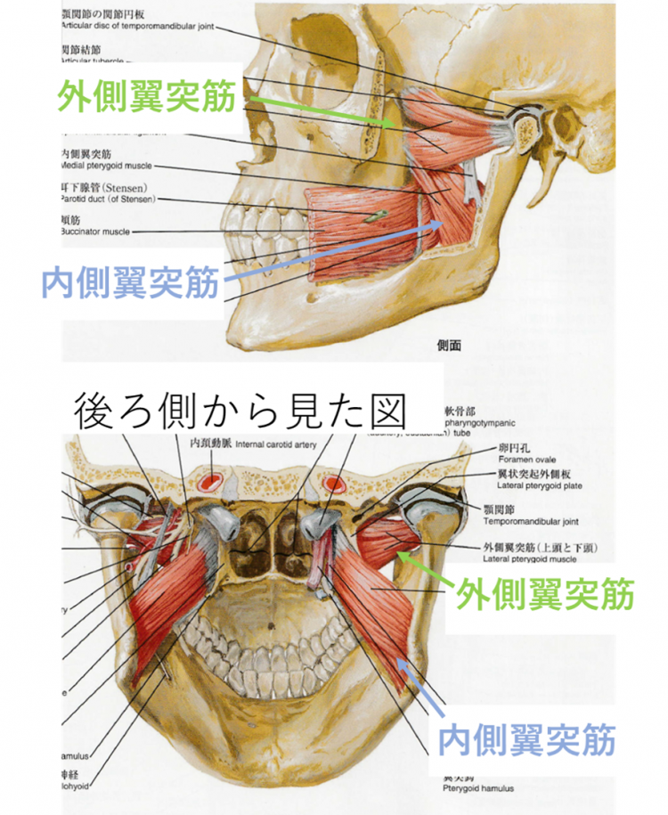 muscles_around_jaw | Art dry-needling＆massage